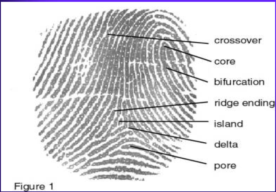 Biometrics Fingerprint Technology – ADDITIONAL KNOWLEDGE